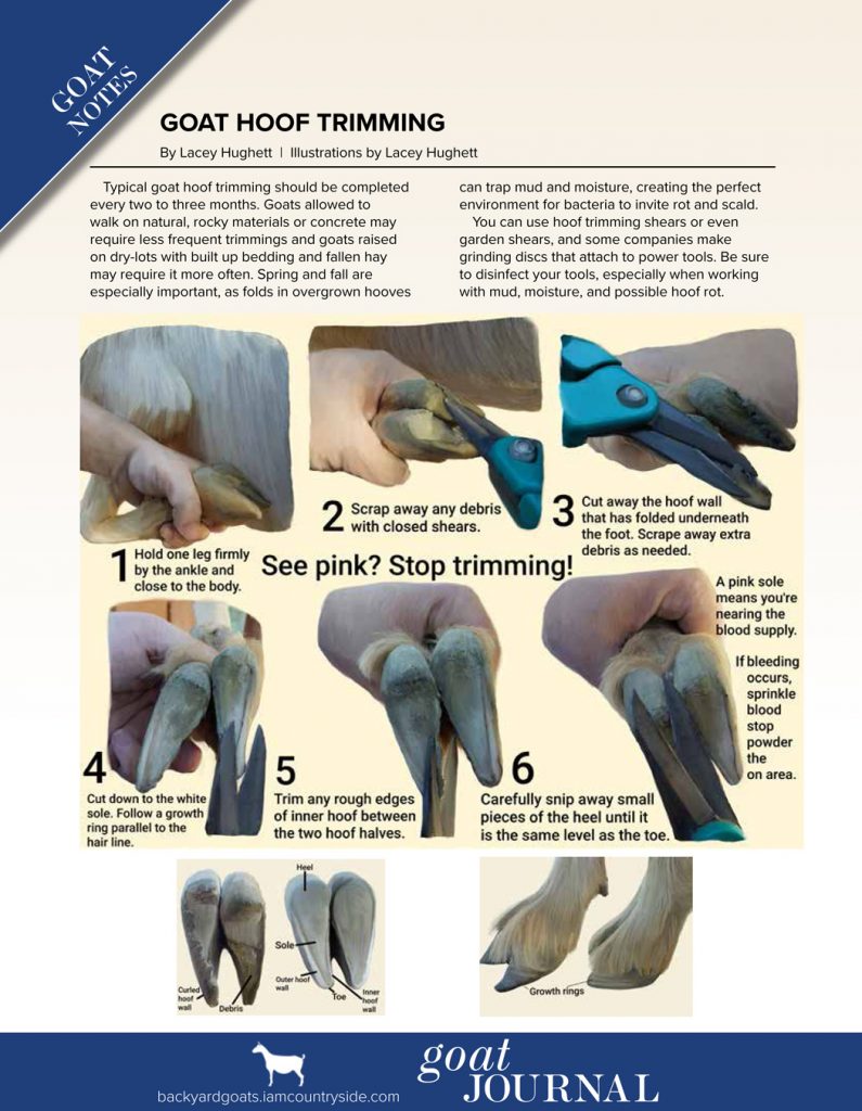 Goat Hoof Trimming - Goat Journal